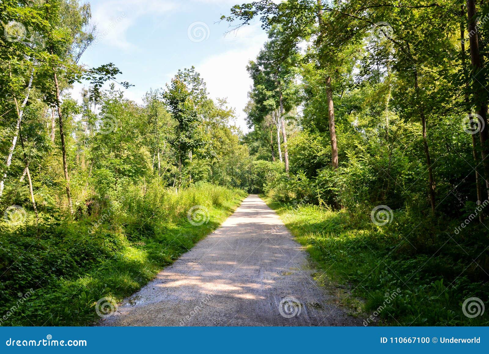 Forest Seamless Pattern Texture Background Stock Photo - Image of ...