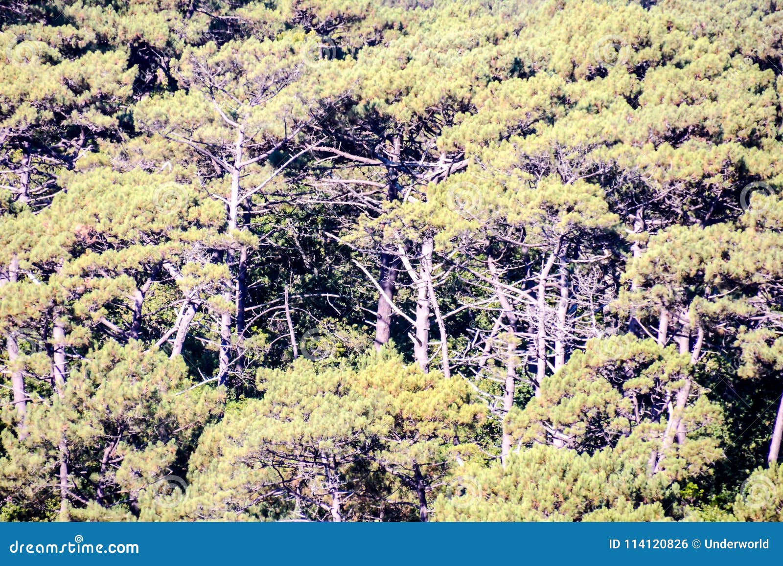 Forest Seamless Pattern Texture Background Stock Photo - Image of ...