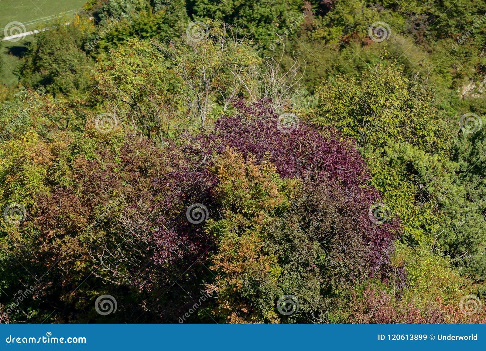 Forest Seamless Pattern Texture Background Stock Image - Image of ...