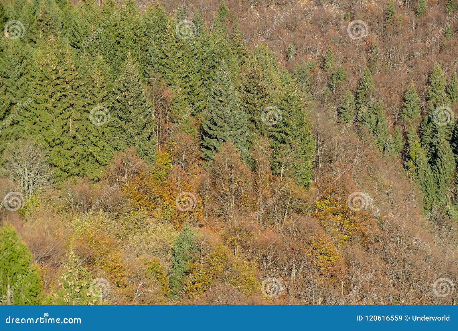 Forest Seamless Pattern Texture Background Stock Image - Image of flora ...
