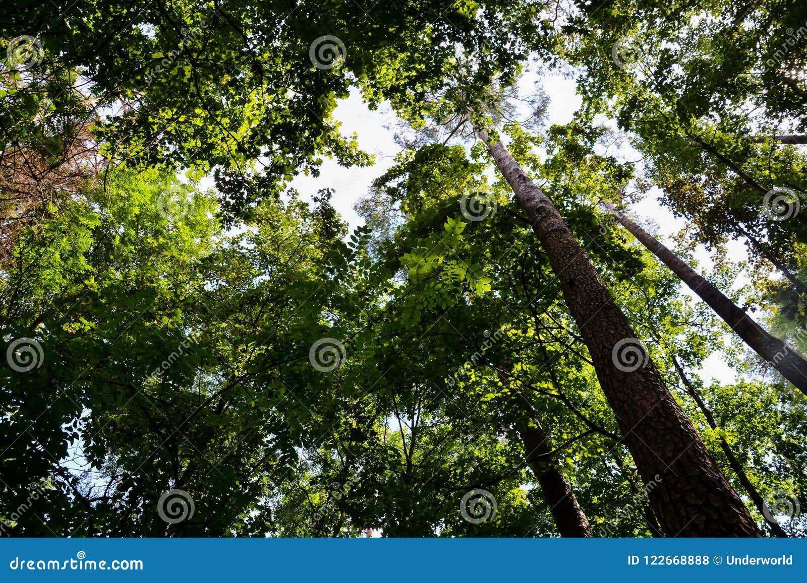 Forest Seamless Pattern Texture Background Stock Photo - Image of wild ...