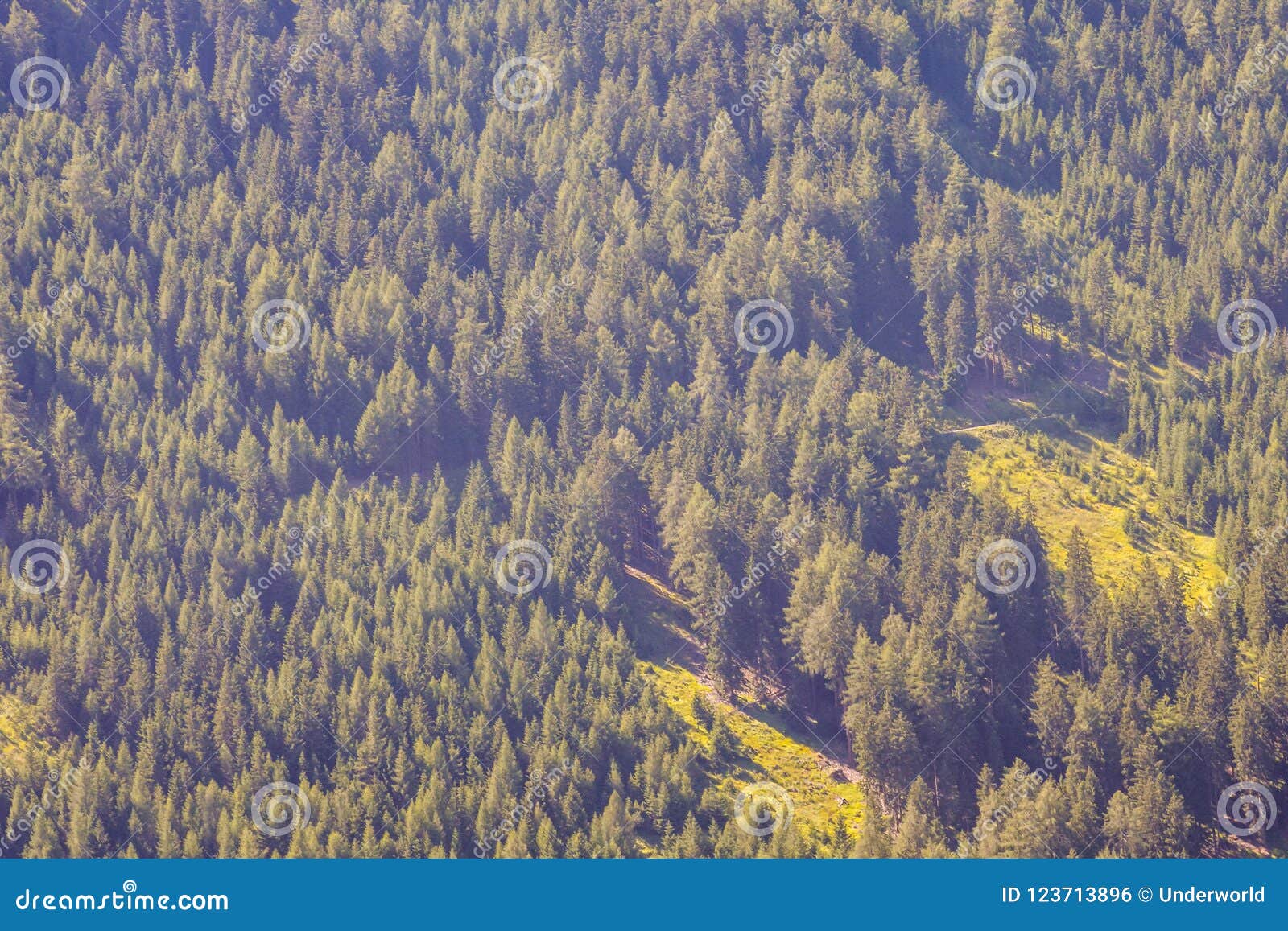 Forest Seamless Pattern Texture Background Stock Photo - Image of ...