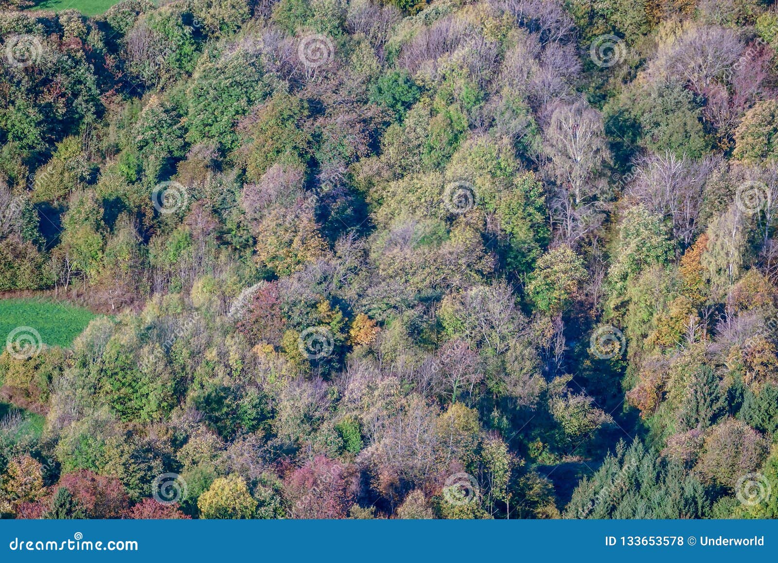 Forest Seamless Pattern Texture Background Stock Photo - Image of ...