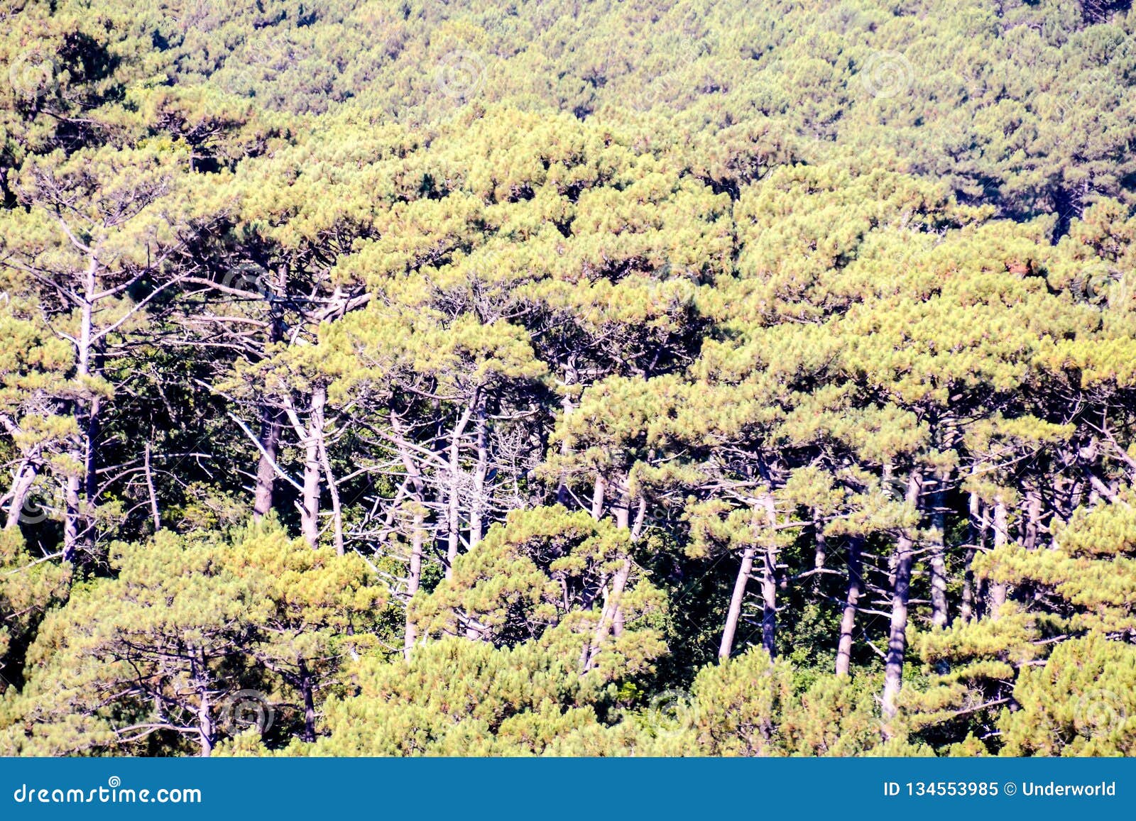 Forest Seamless Pattern Texture Background Stock Image - Image of ...