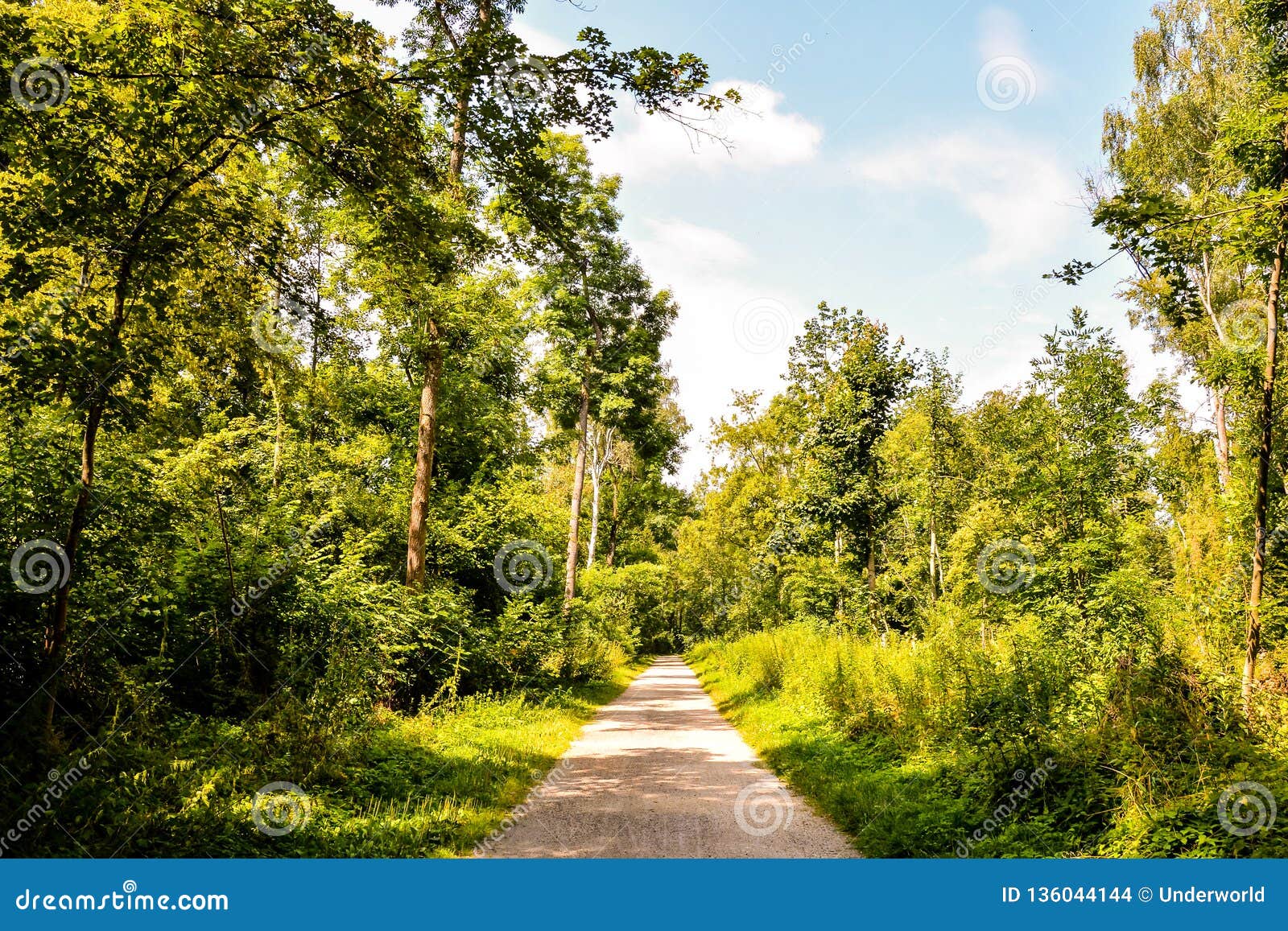 Forest Seamless Pattern Texture Background Stock Photo - Image of ...