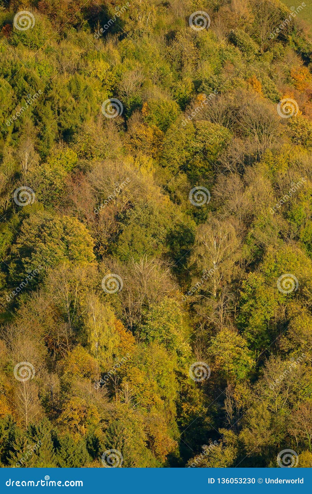 Forest Seamless Pattern Texture Background Stock Photo - Image of leaf ...