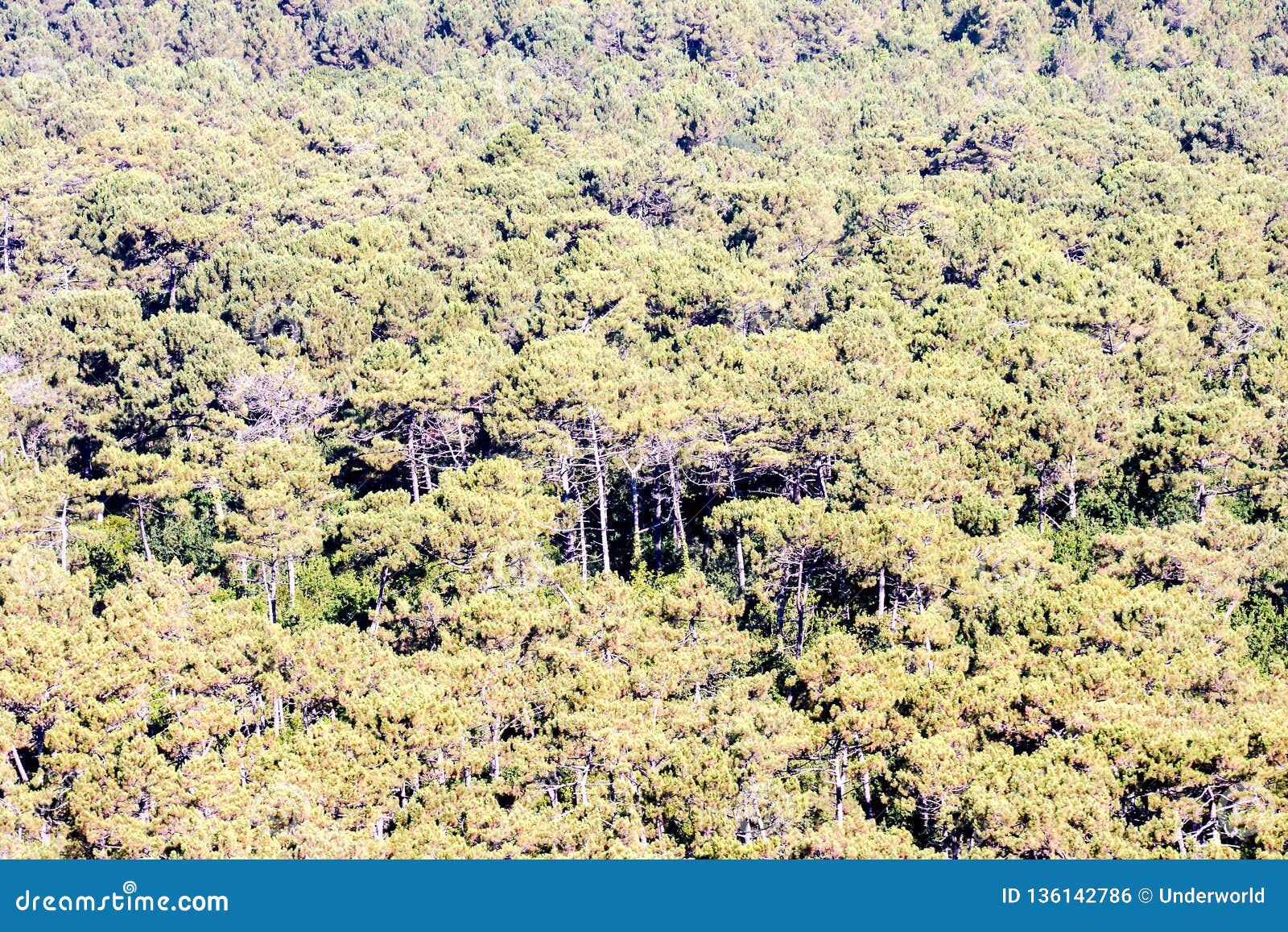 Forest Seamless Pattern Texture Background Stock Photo - Image of ...