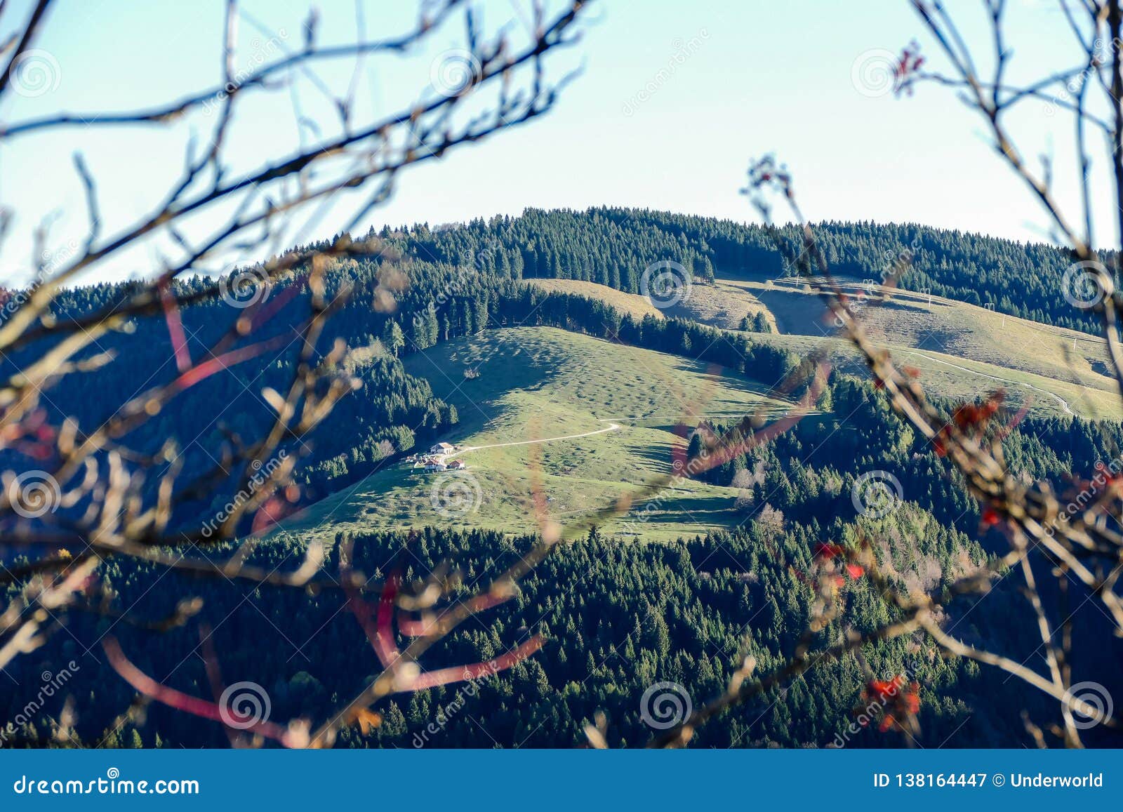 Forest Seamless Pattern Texture Background Stock Image - Image of ...