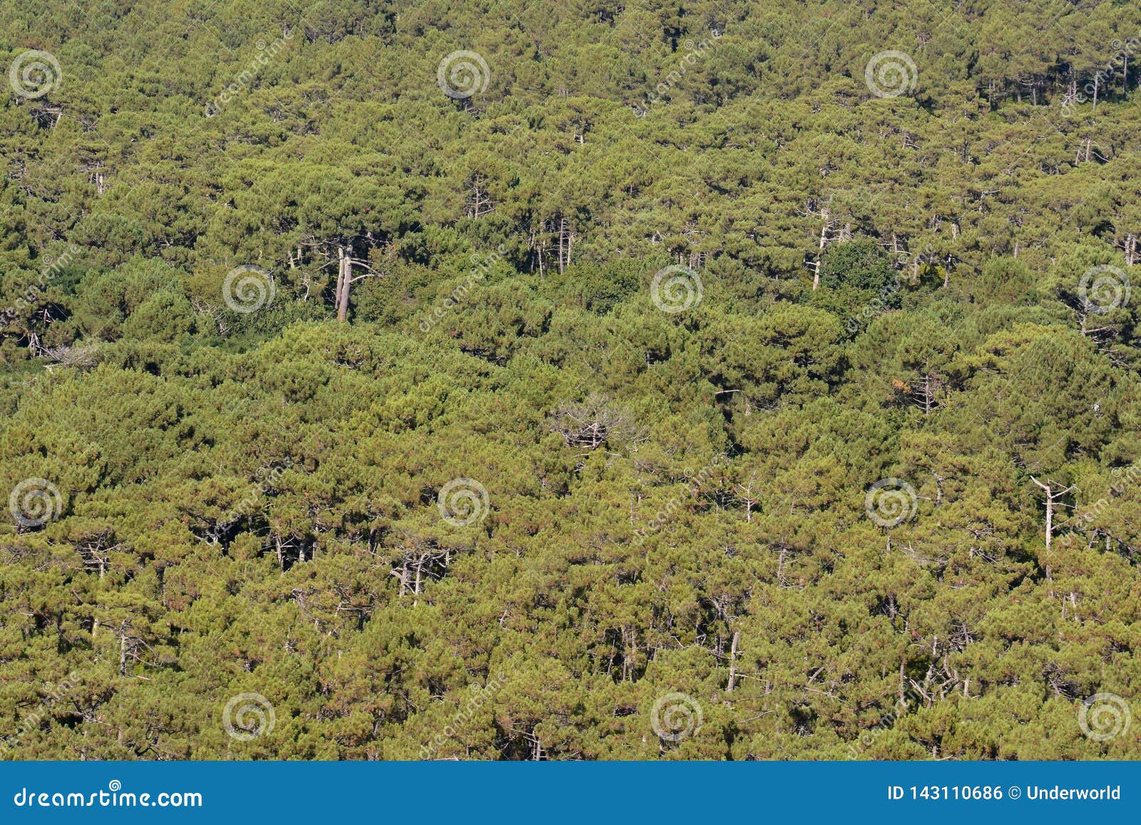 Forest Seamless Pattern Texture Background Stock Photo - Image of ...