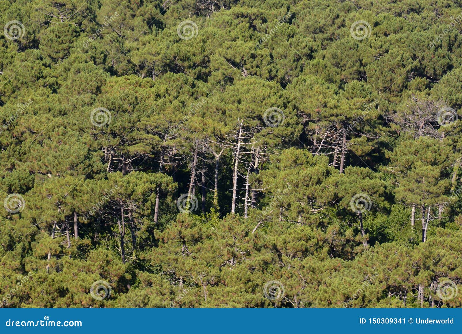 Forest Seamless Pattern Texture Background Stock Image - Image of woods ...
