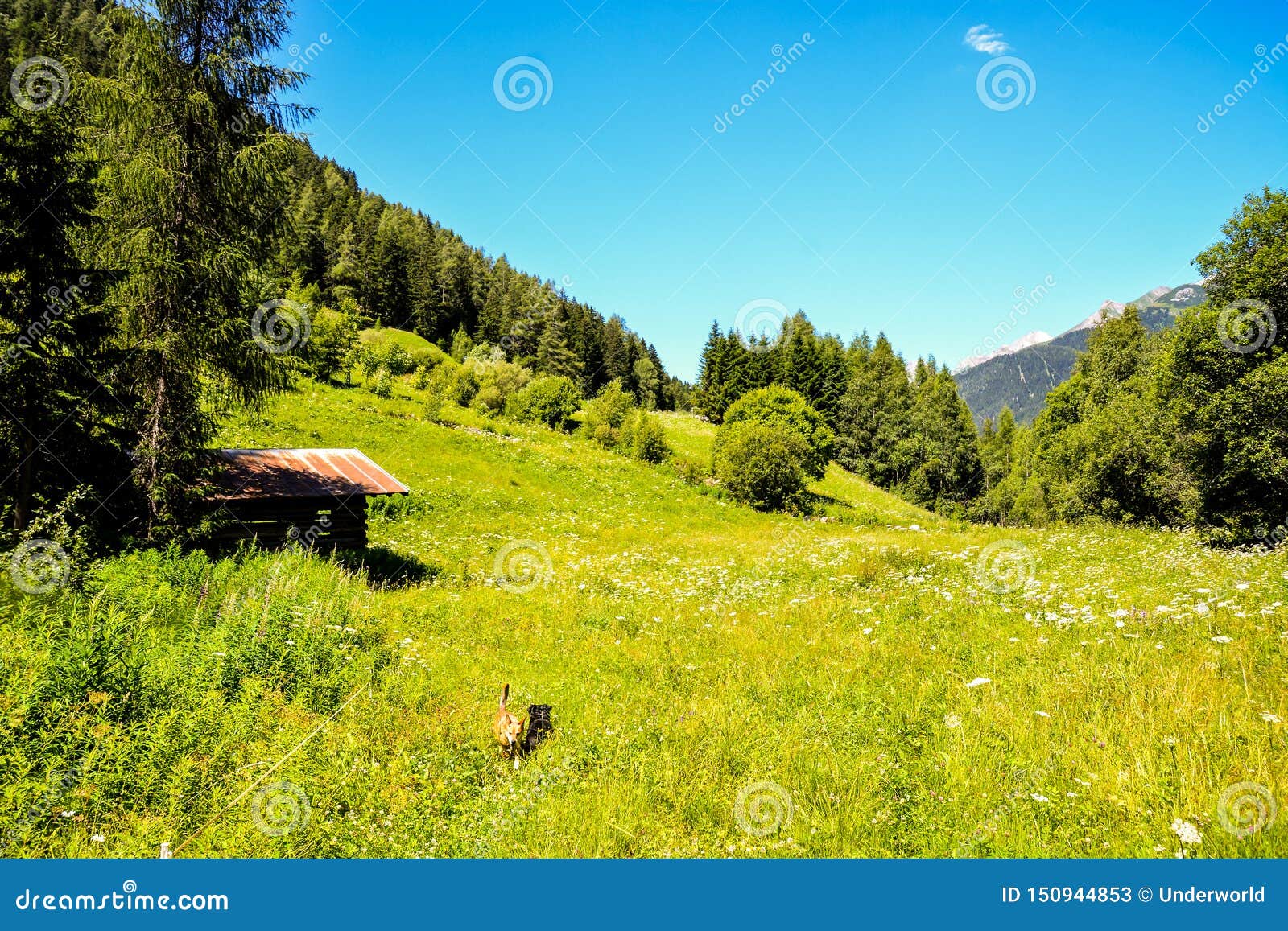 Forest Seamless Pattern Texture Background Stock Image - Image of wood ...