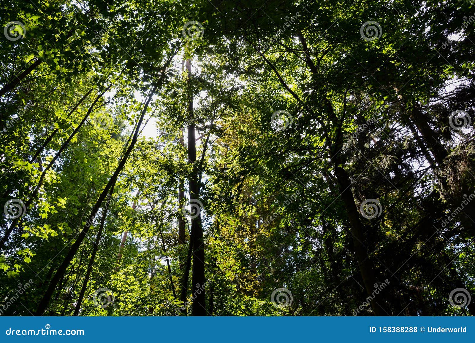 Forest Seamless Pattern Texture Background Stock Photo | CartoonDealer ...