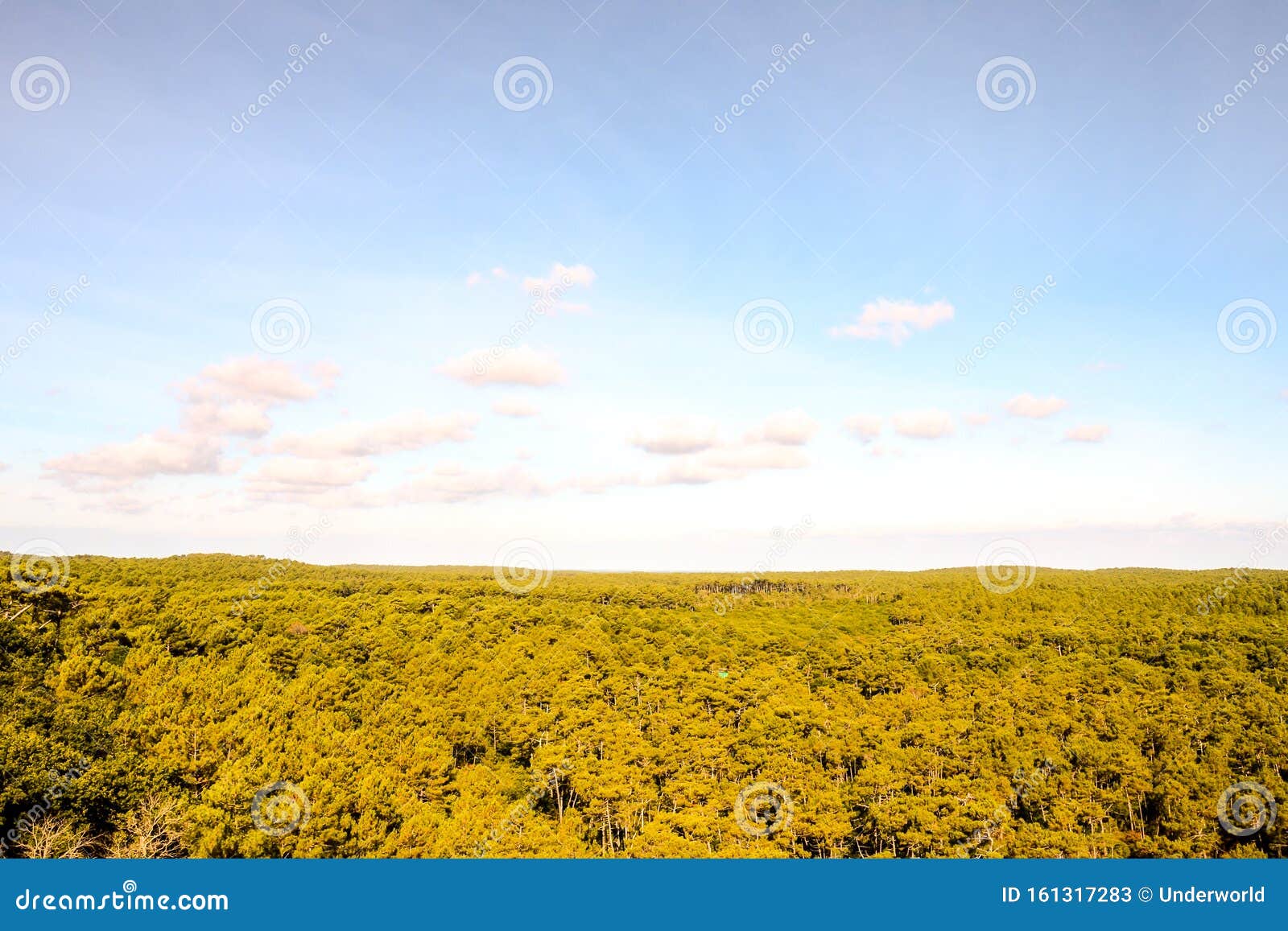 Forest Seamless Pattern Texture Background Stock Image - Image of wild ...