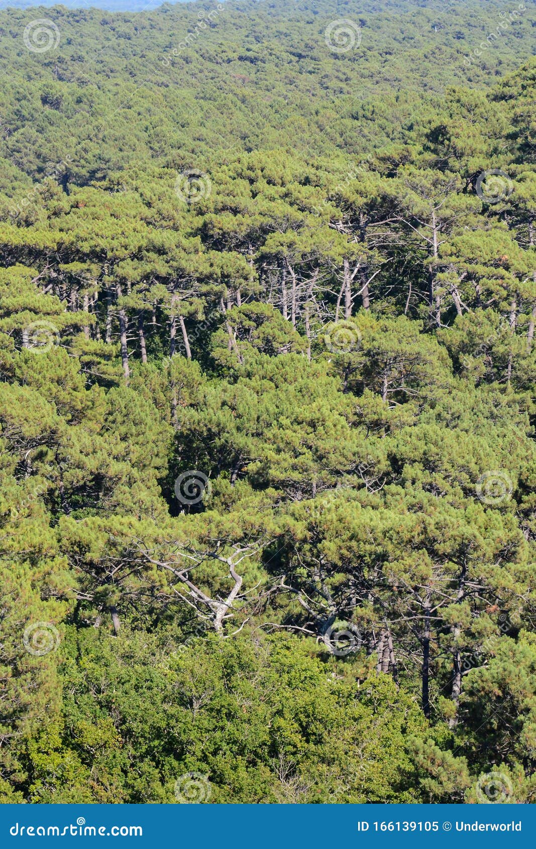 Forest Seamless Pattern Texture Background Stock Image - Image of flora ...