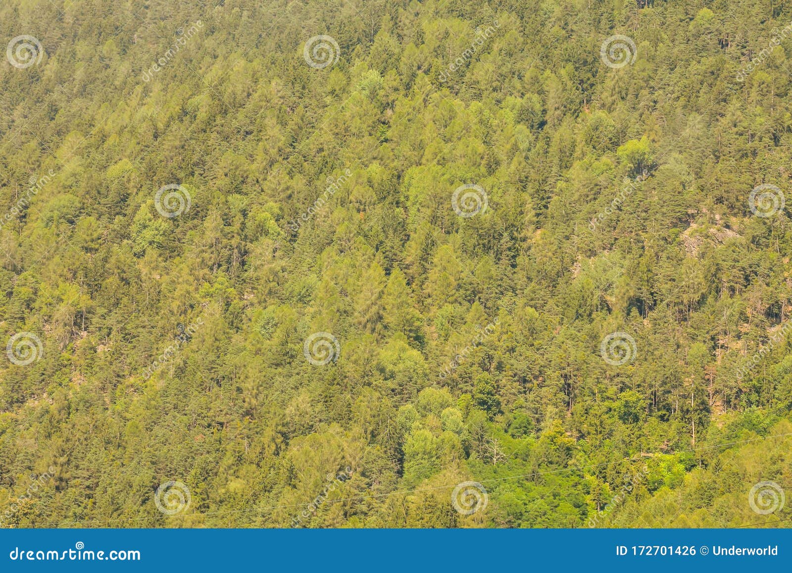 Forest Seamless Pattern Texture Background Stock Photo - Image of ...