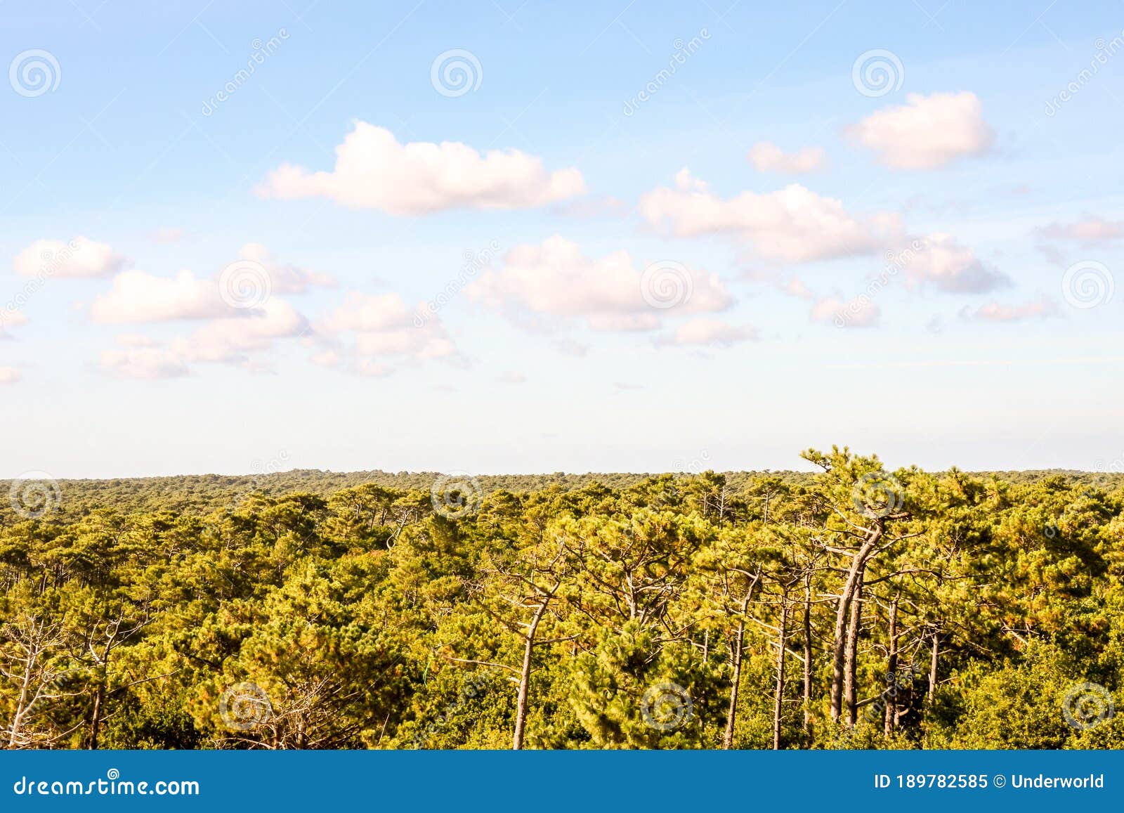 Forest Seamless Pattern Texture Background Stock Image - Image of ...