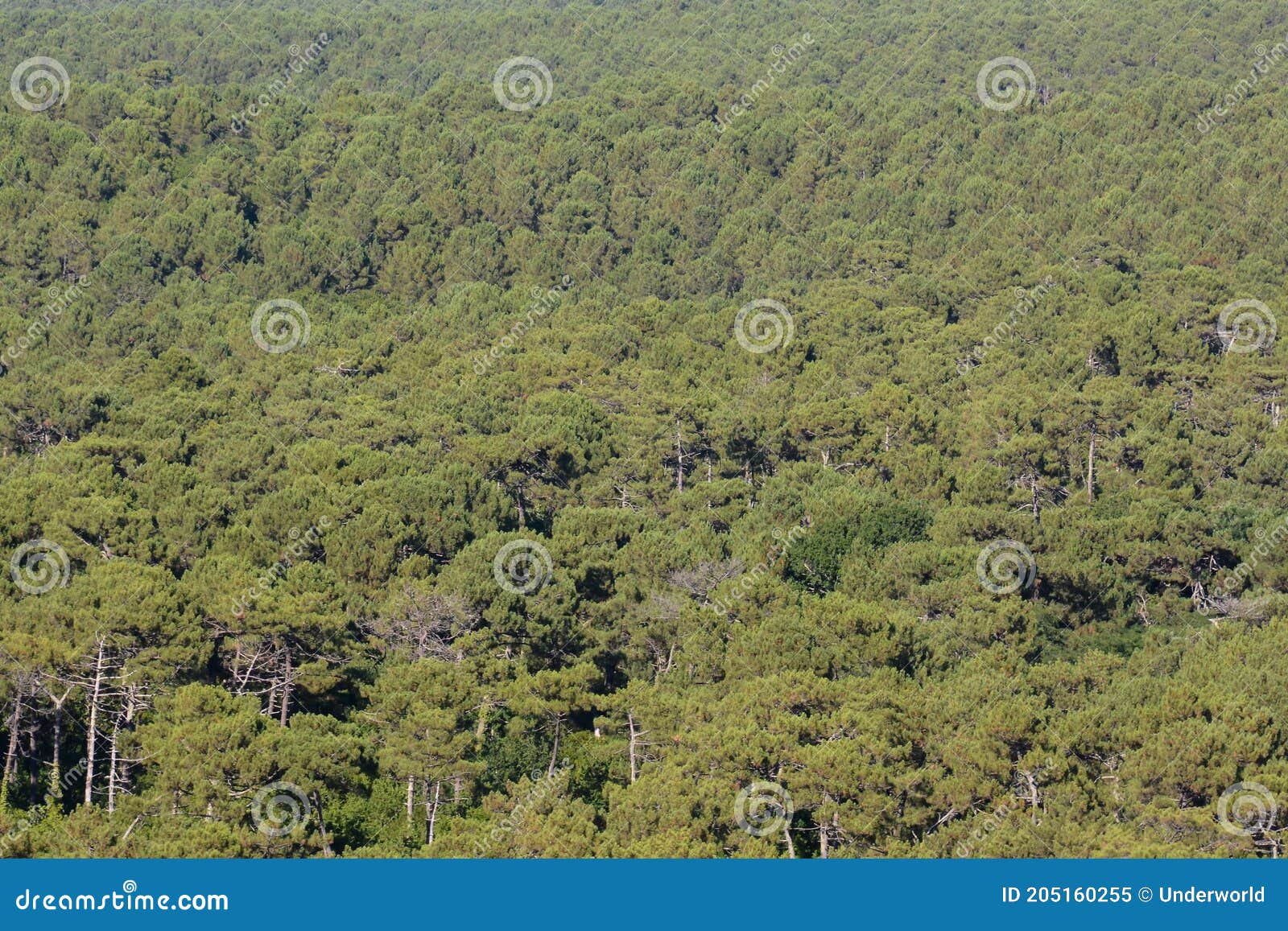 Forest Seamless Pattern Texture Background Stock Image - Image of ...