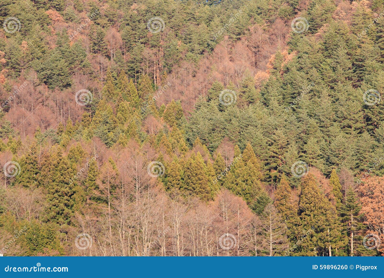 Forest Seamless Pattern View from Above. Stock Photo - Image of colour ...