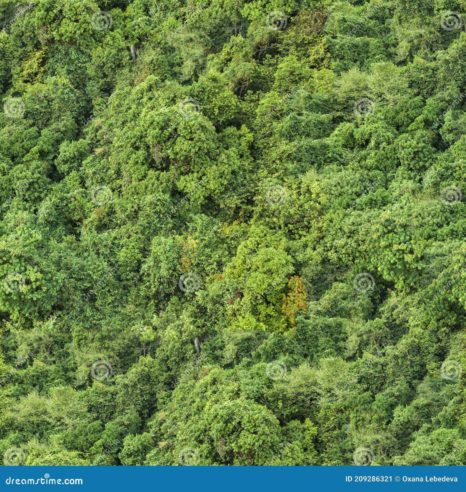Forest Seamless Pattern - View from Above. 4K Stock Image - Image of ...