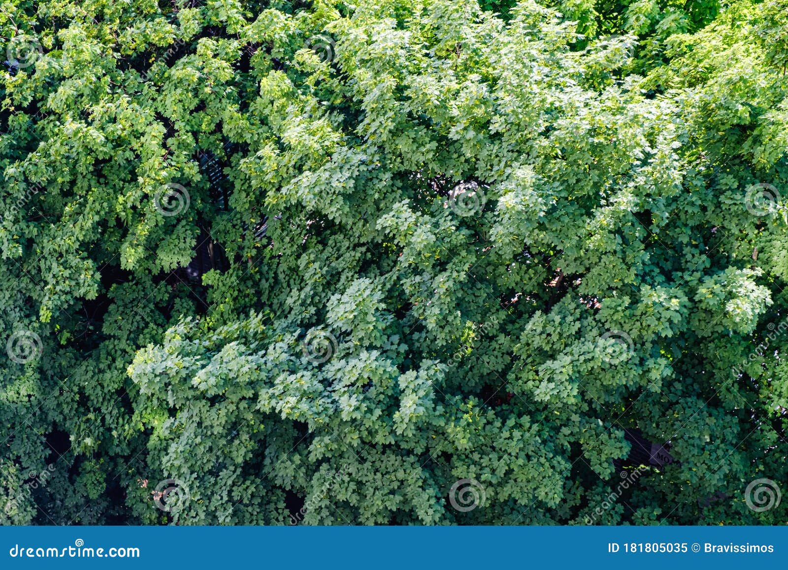 Forest Seamless Pattern - View from Above Stock Image - Image of nature ...
