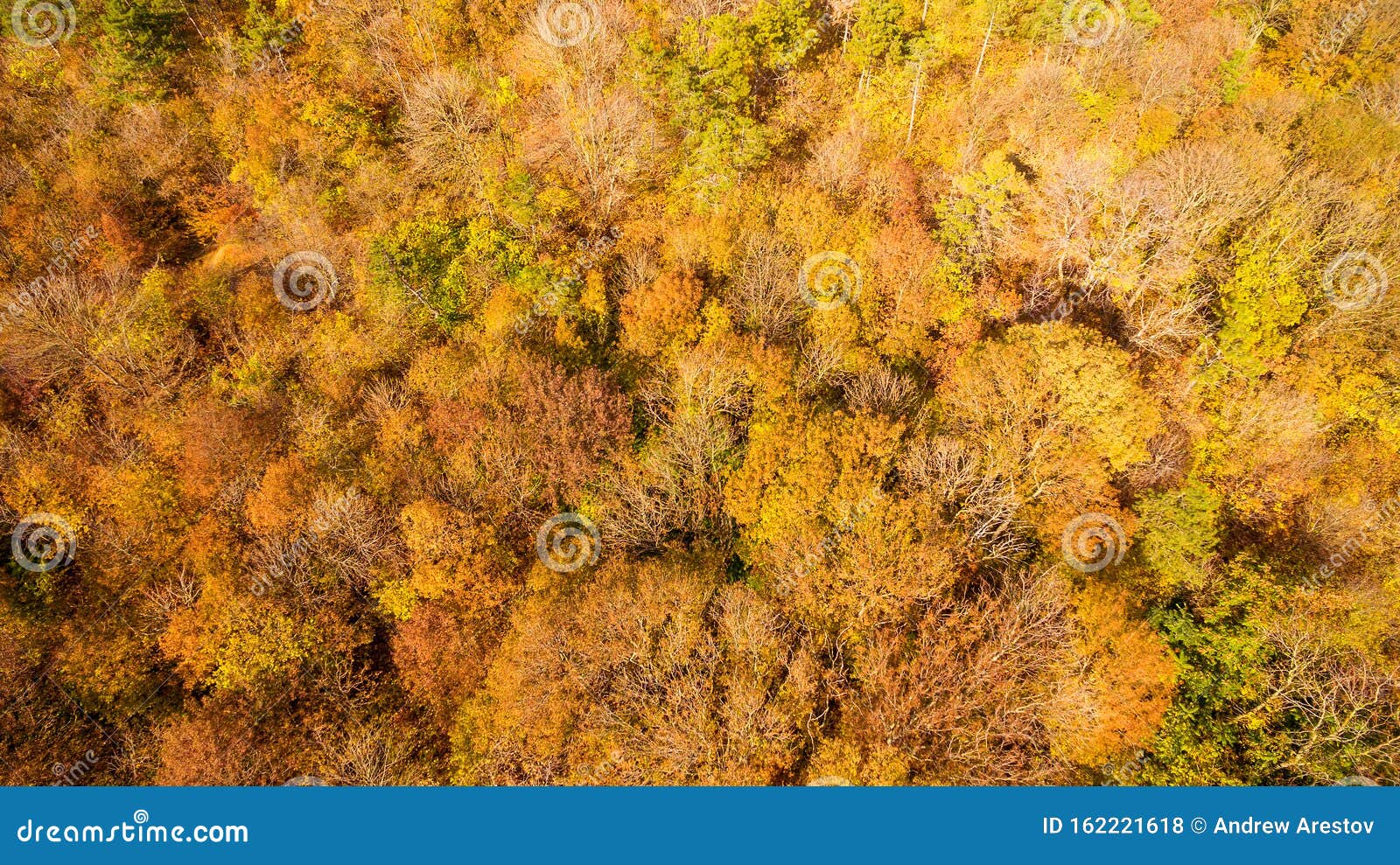 Forest Seamless Pattern. View from Above Stock Photo - Image of ...