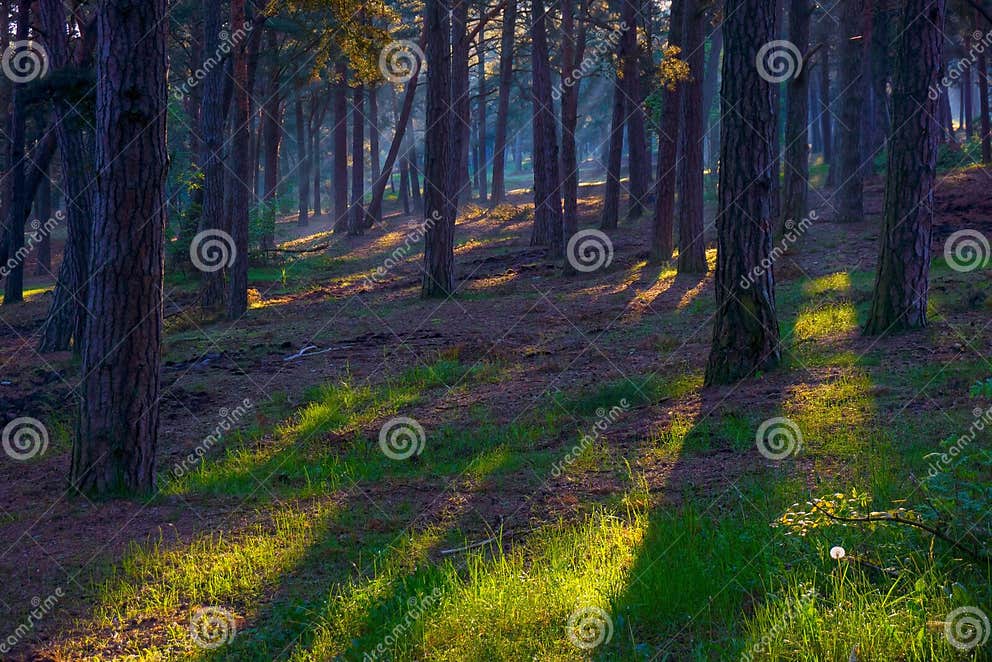 Forest seaside stock image. Image of conifer, morning - 41199617