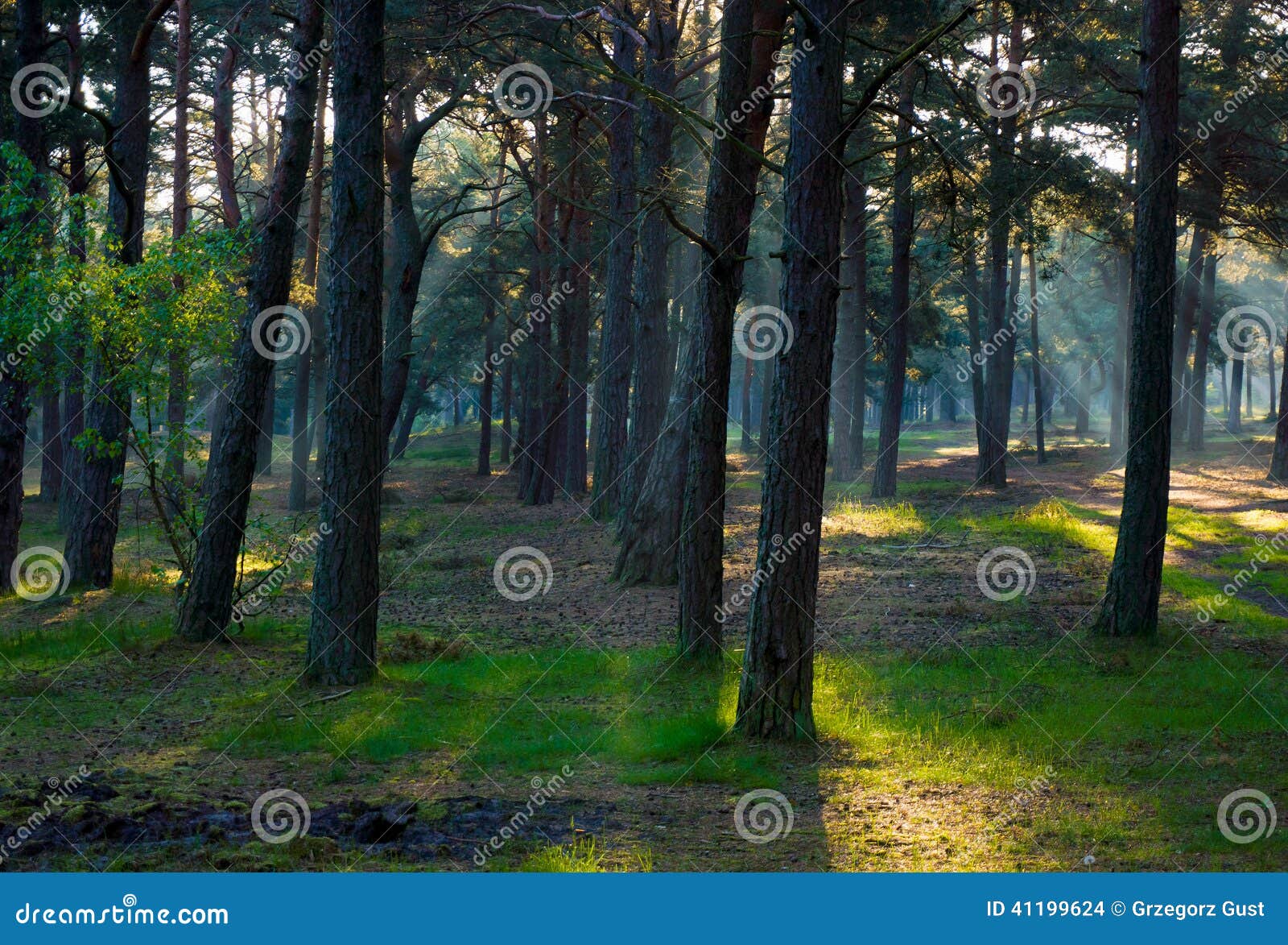 Forest seaside stock photo. Image of beech, branch, seaside - 41199624