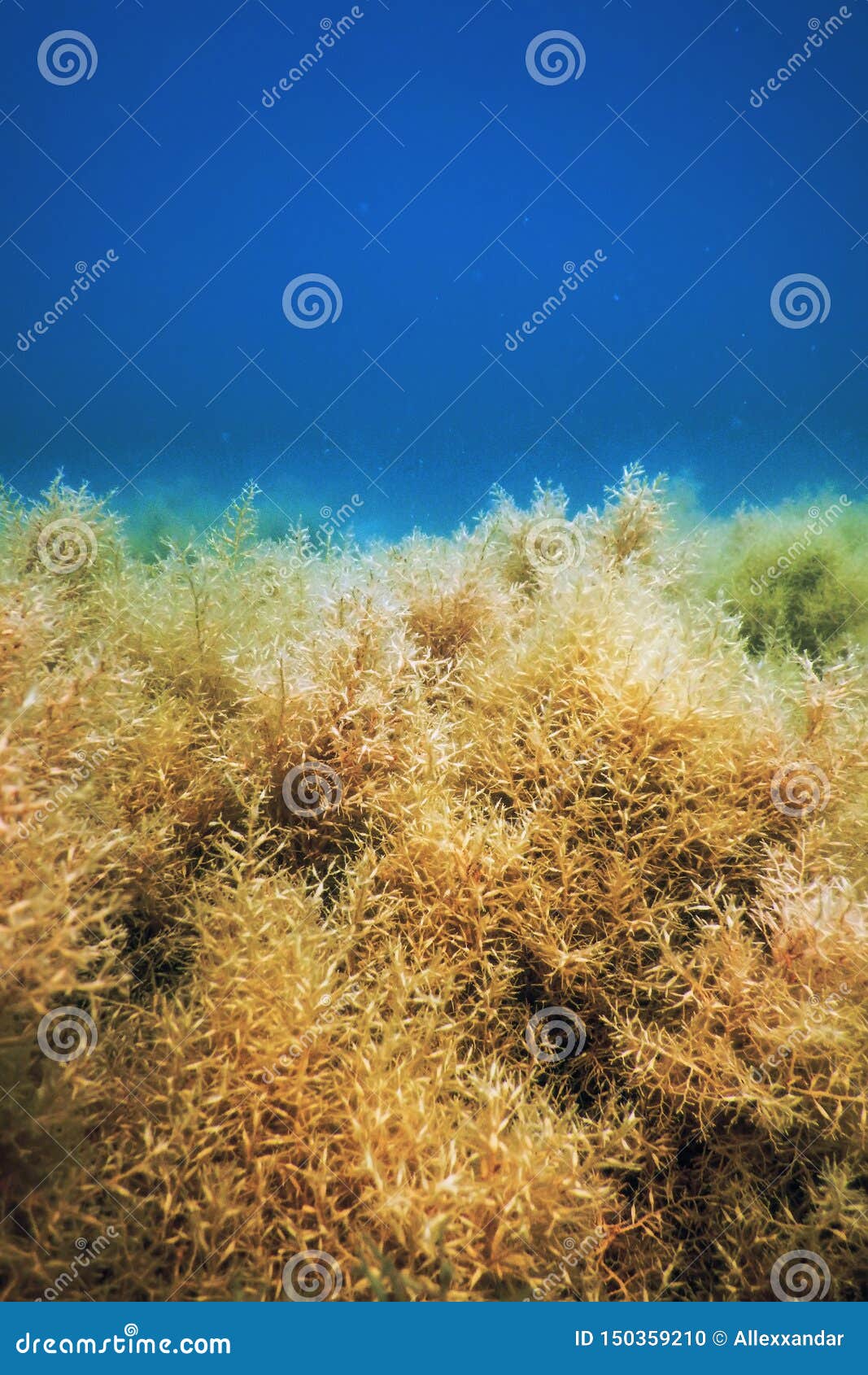 Forest of Seaweed, Seaweed Underwater, Underwater Scene Stock Photo ...