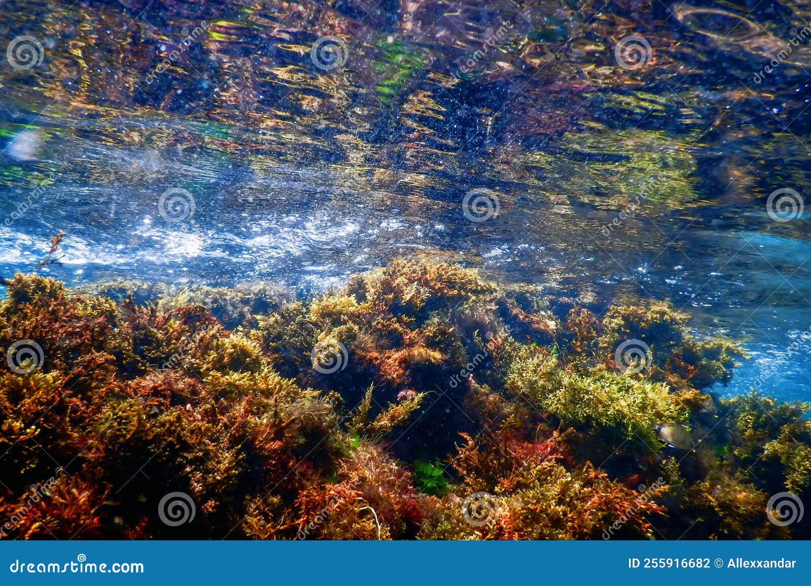Forest of Seaweed, Seaweed Underwater Stock Photo - Image of nature ...
