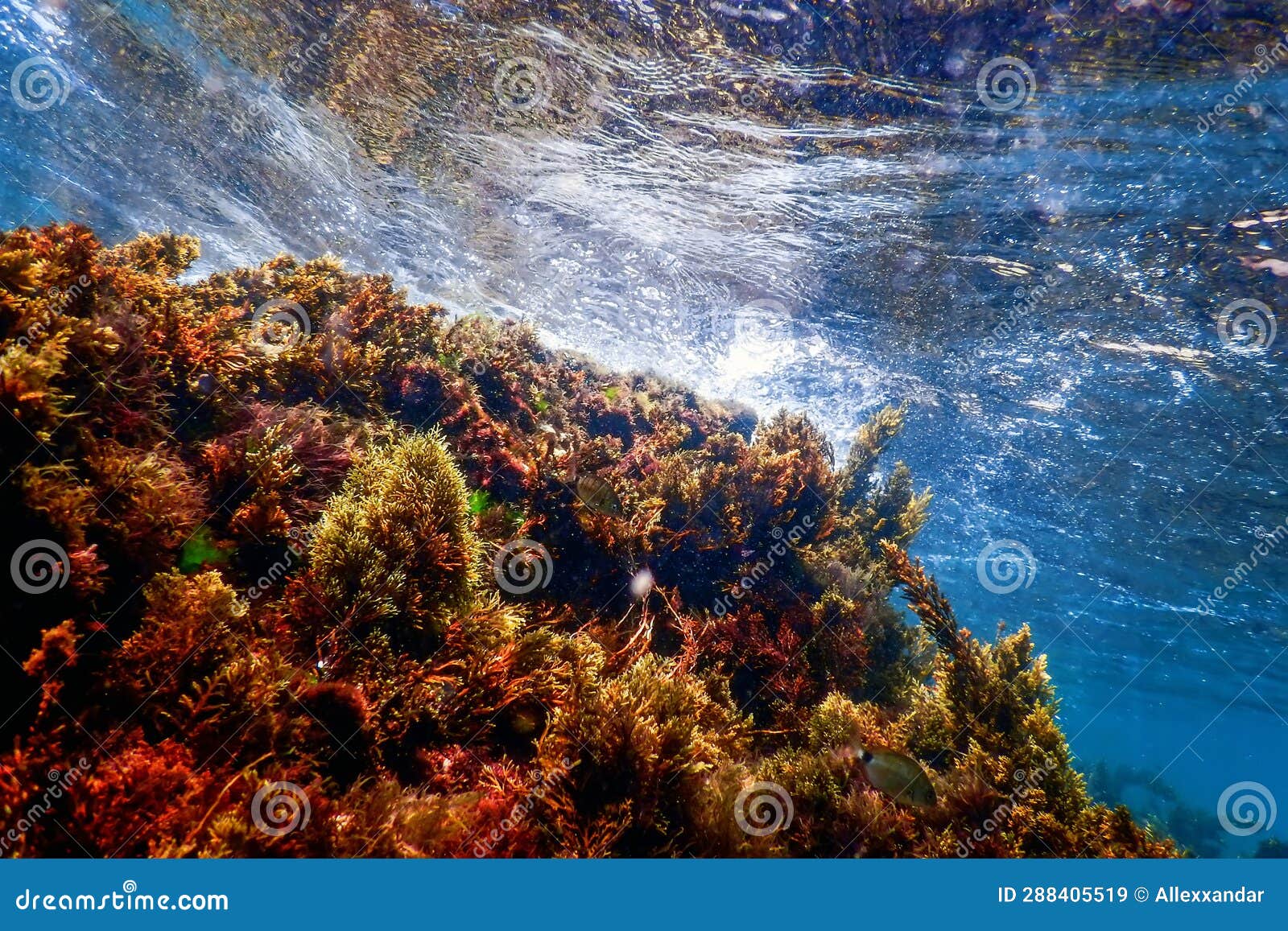 Forest of Seaweed, Seaweed Underwater Stock Image - Image of forest ...