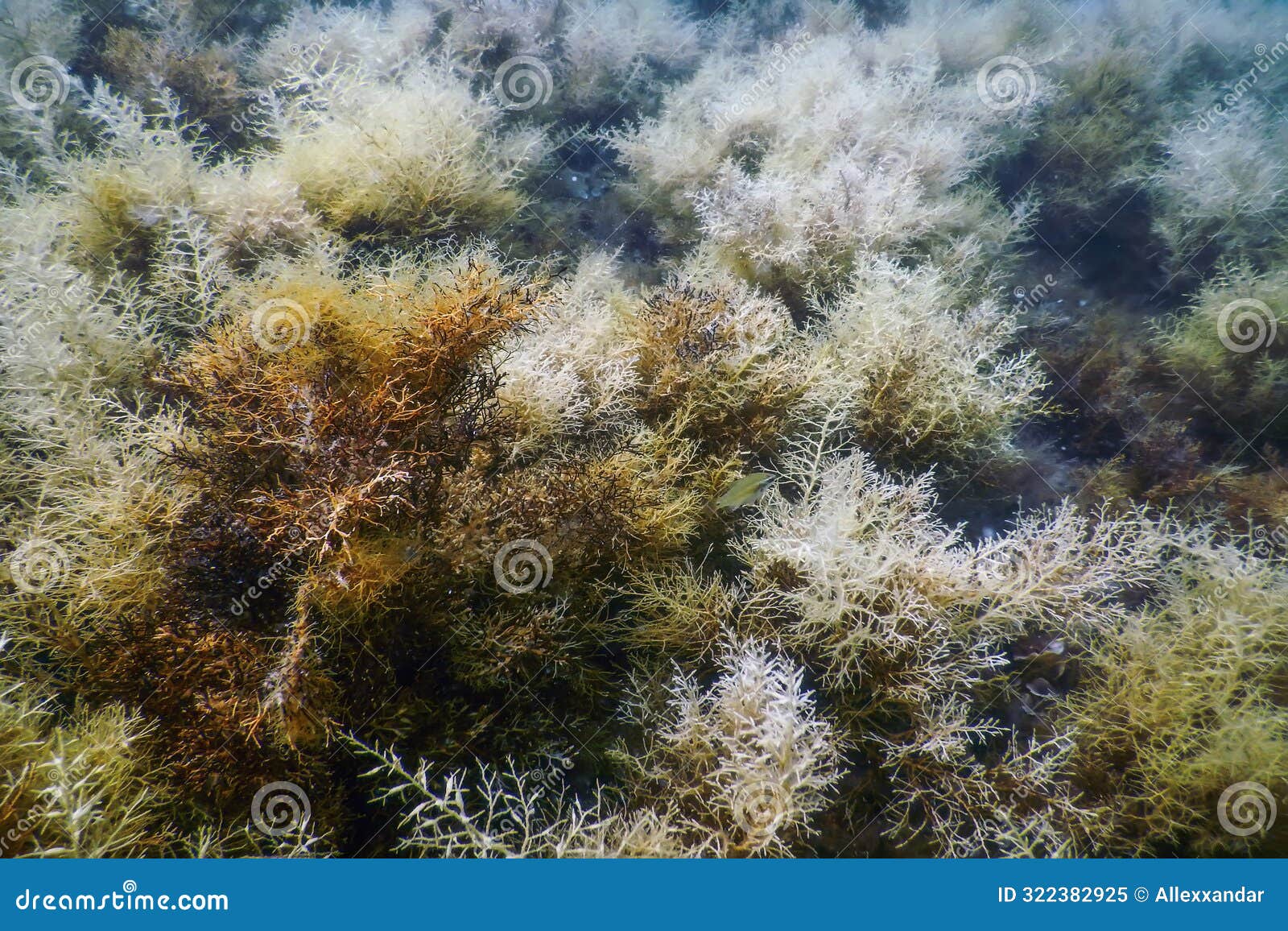 Forest of Seaweed, Seaweed Underwater, Underwater Stock Image - Image ...