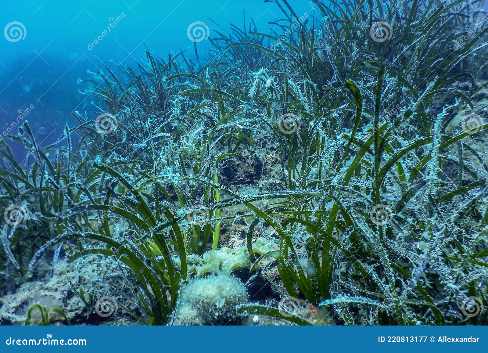 Forest Of Seaweed, Seaweed Underwater Royalty-Free Stock Photo ...