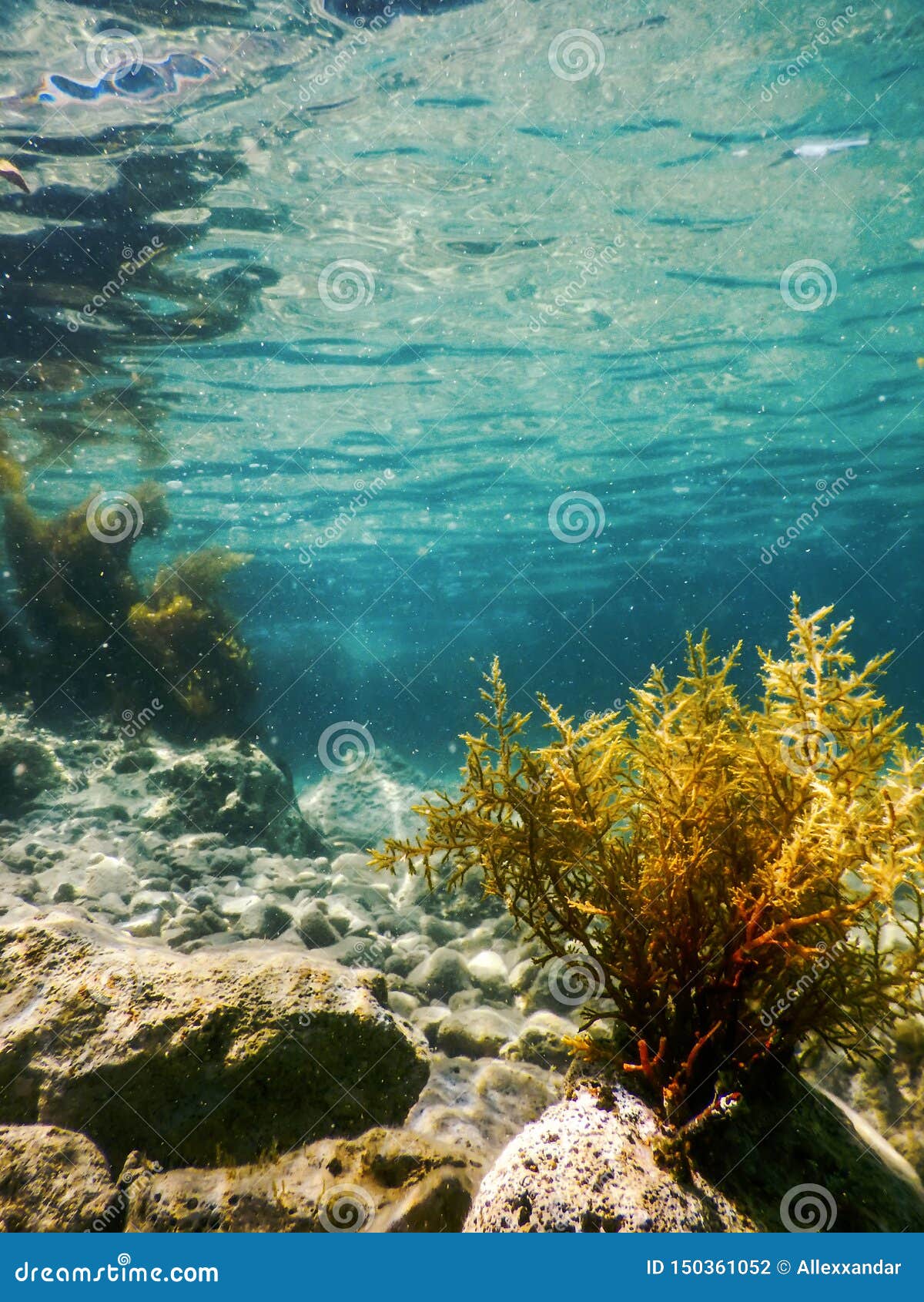 Forest of Seaweed, Seaweed Underwater, Seaweed Shallow Water Near ...