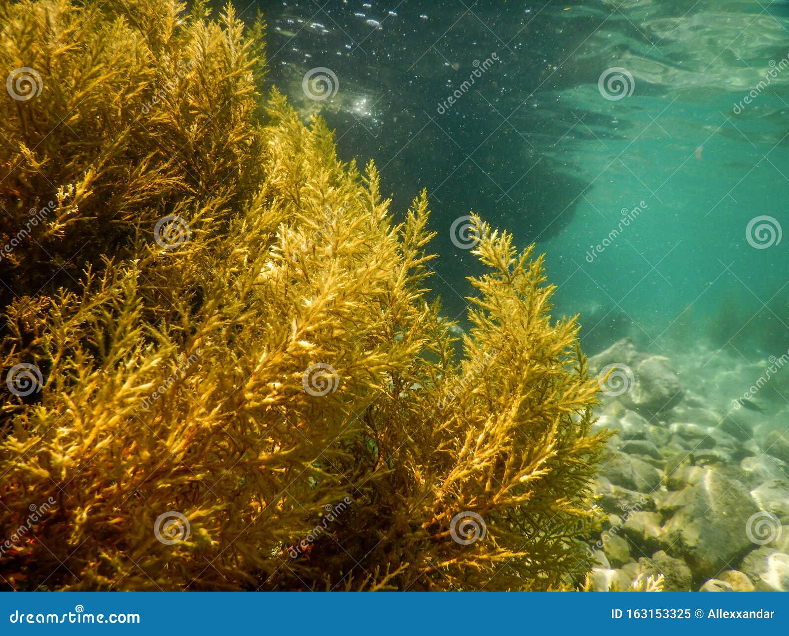 Forest of Seaweed, Seaweed Underwater, Seaweed Shallow Water Near ...