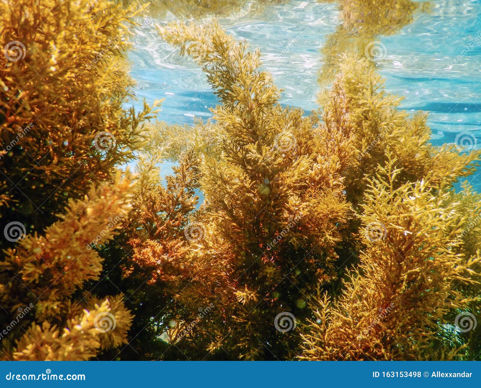 Forest of Seaweed, Seaweed Underwater, Seaweed Shallow Water Near ...