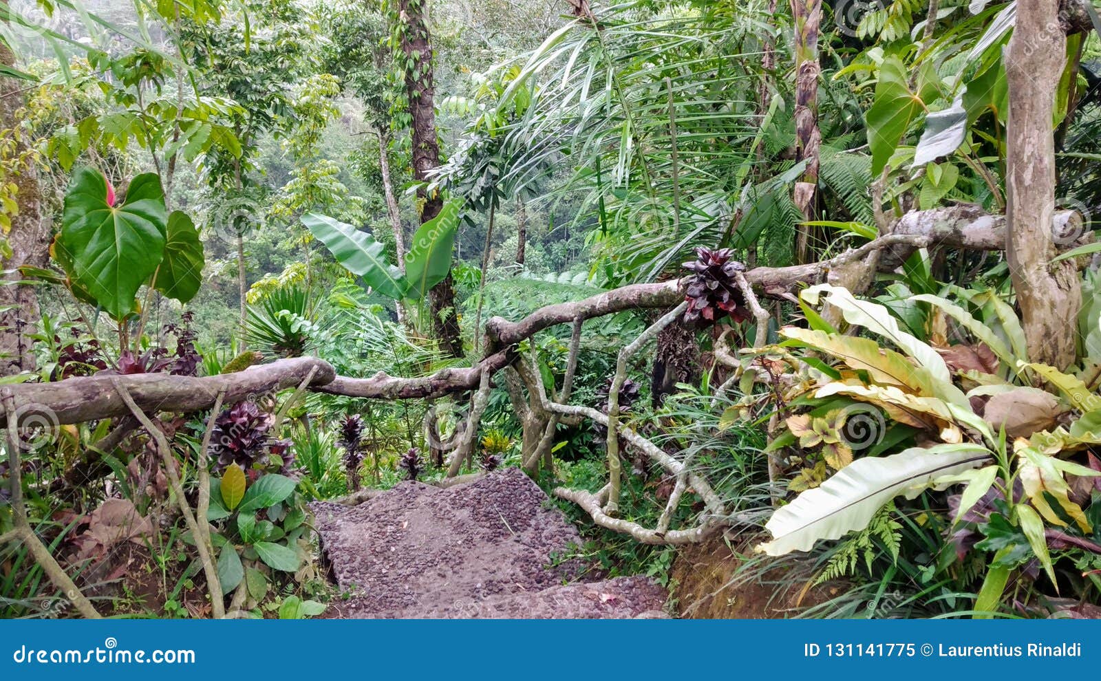 Forest Secret path stock image. Image of forest, path - 131141775