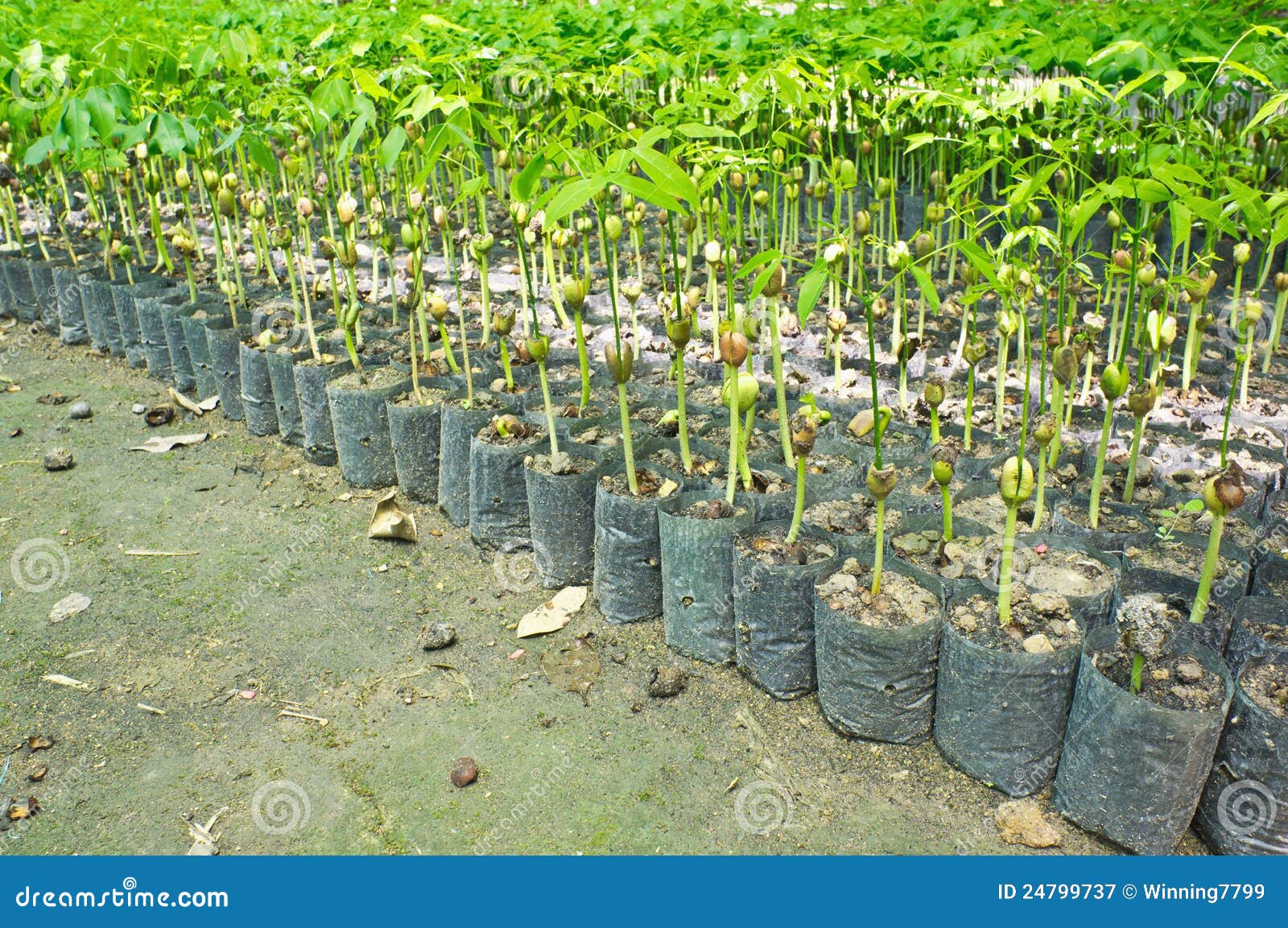 Forest seed breeding stock image. Image of breakthrough - 24799737