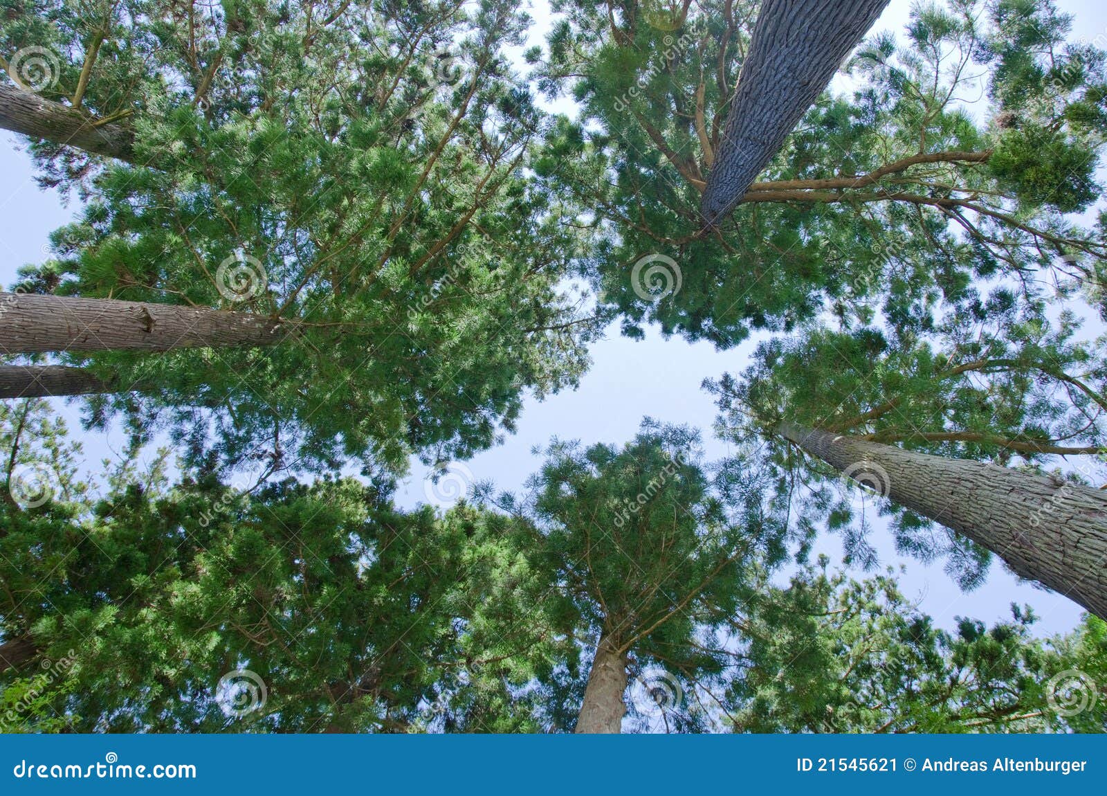 Forest seen from below stock image. Image of relax, fresh - 21545621