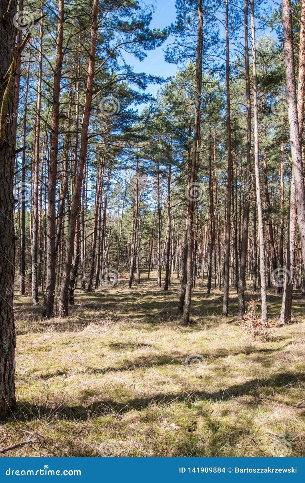 The Forest is Seen in the Summer at Midday Stock Photo - Image of trees ...
