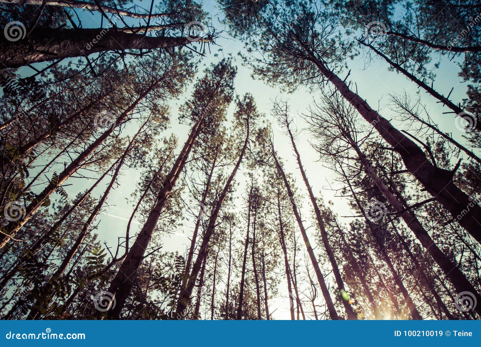 Forest seen upwards stock image. Image of viewrope, eunature - 100210019