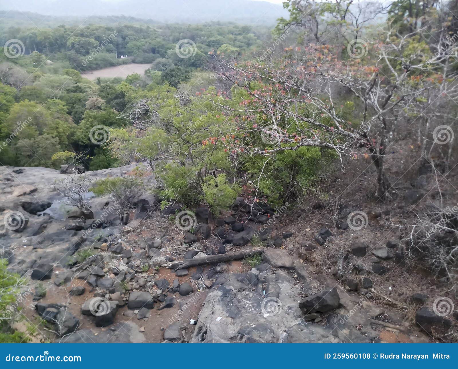 Forest Seen from Viewpoint, Distant Mountains in the Background and ...