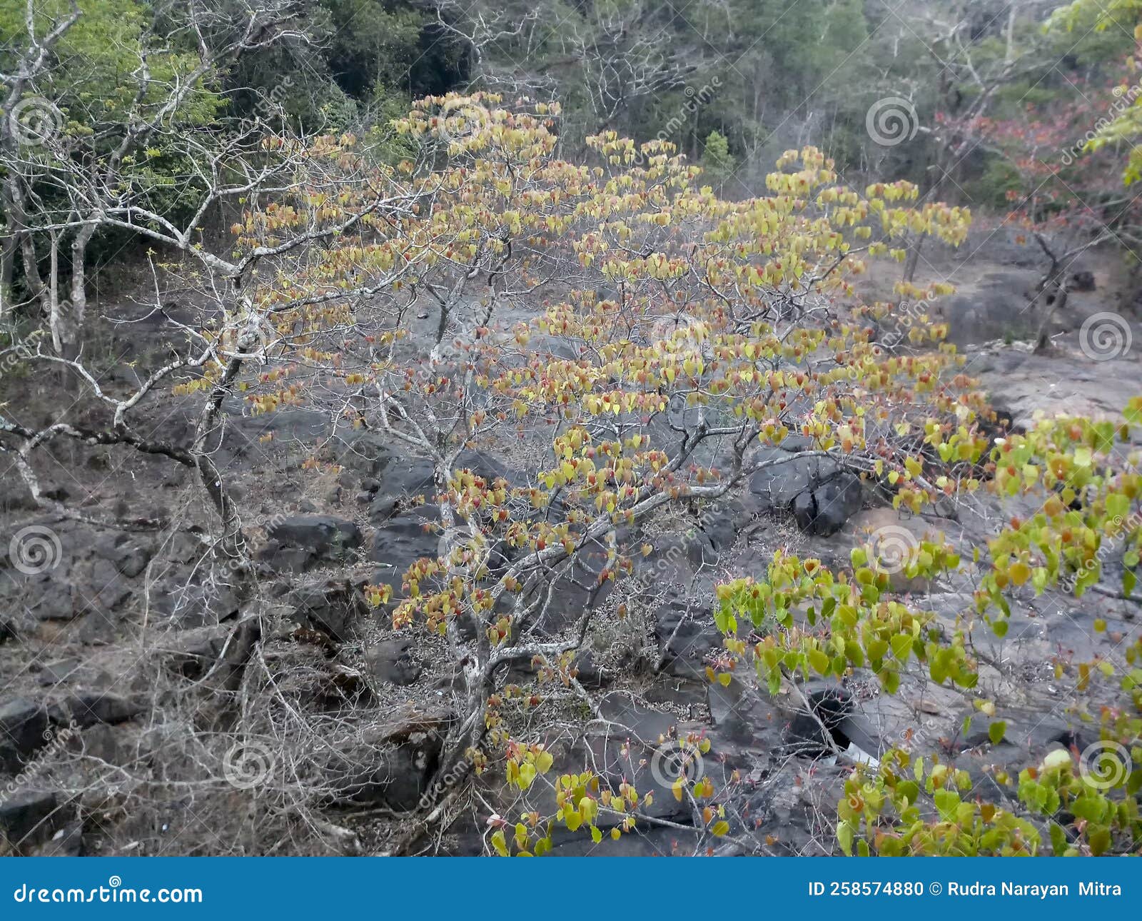 Forest Seen from Viewpoint with Trees on Slope of Mountains and Forest ...