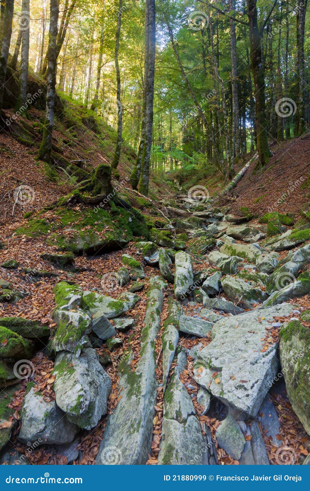 Forest in the Selva De Irati Stock Image - Image of rocks, irati: 21880999