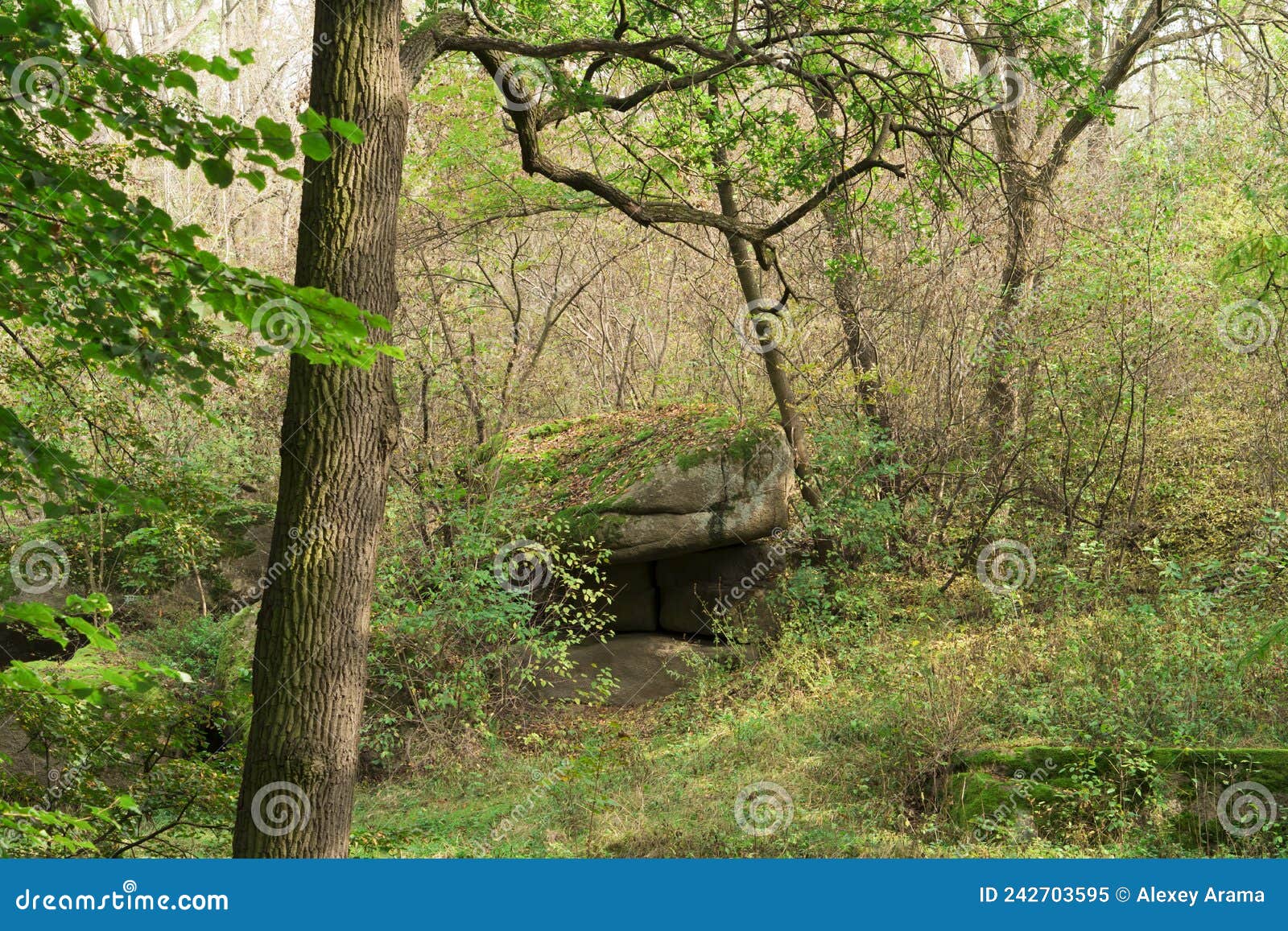 Forest, Sesno - Park Area, Trees, Shrubs, Flowers Stock Image - Image ...