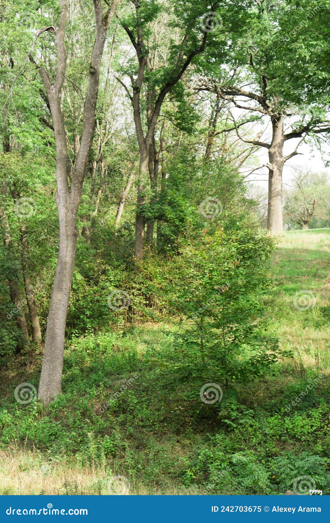 Forest, Sesno - Park Area, Trees, Shrubs, Flowers Stock Image - Image ...