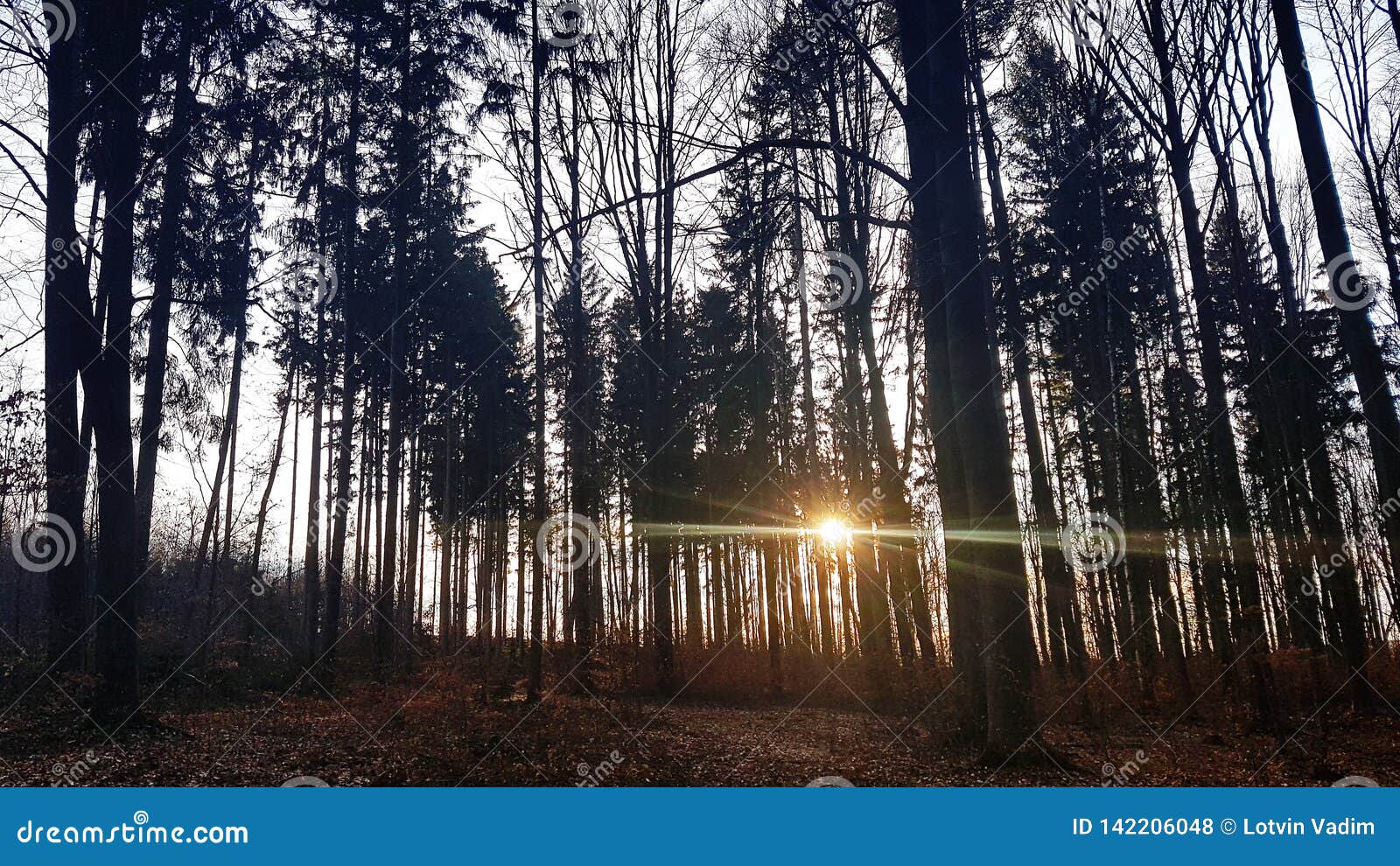 Forest with the Setting Sun Stock Photo - Image of popular, blue: 142206048