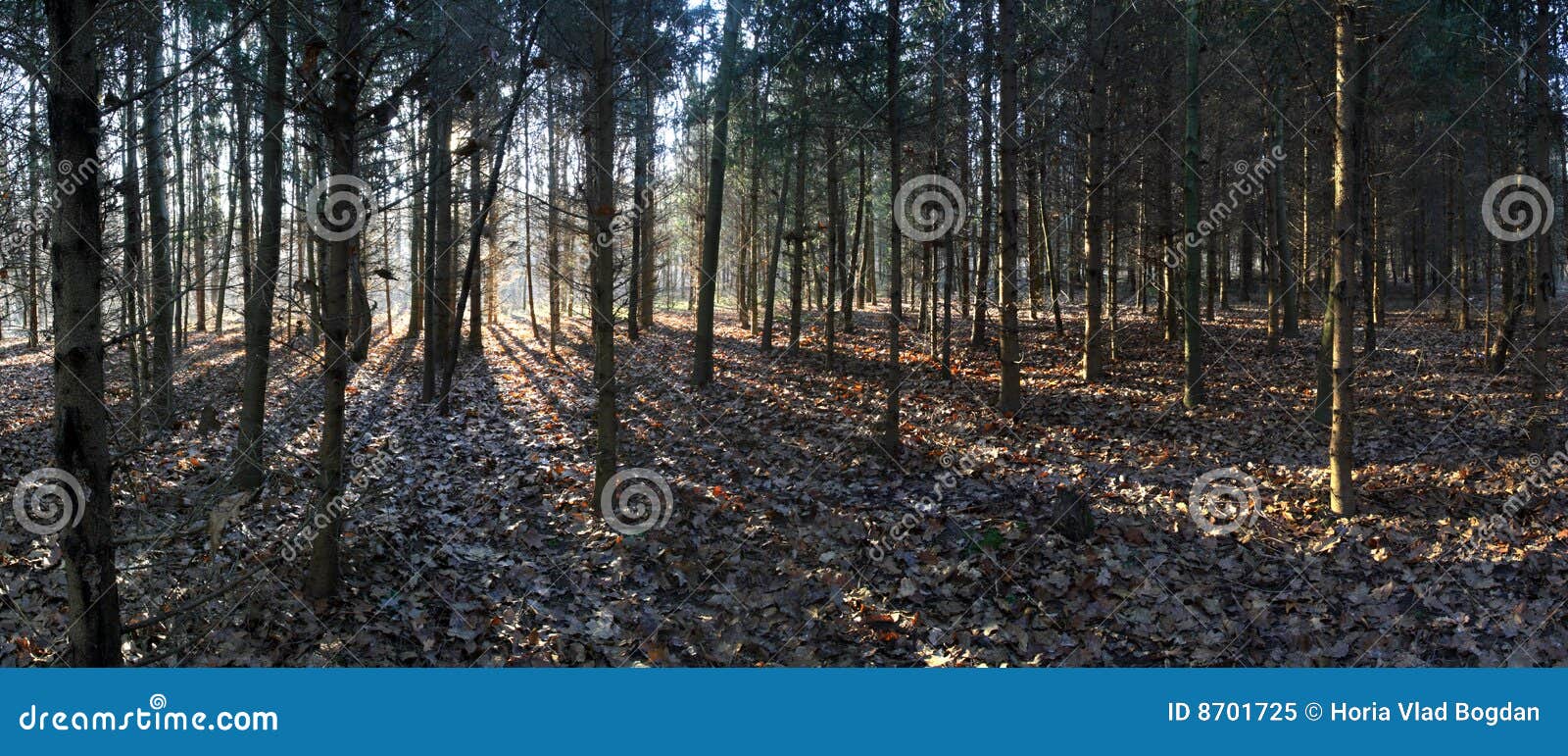 Forest shadows panorama stock image. Image of morning - 8701725