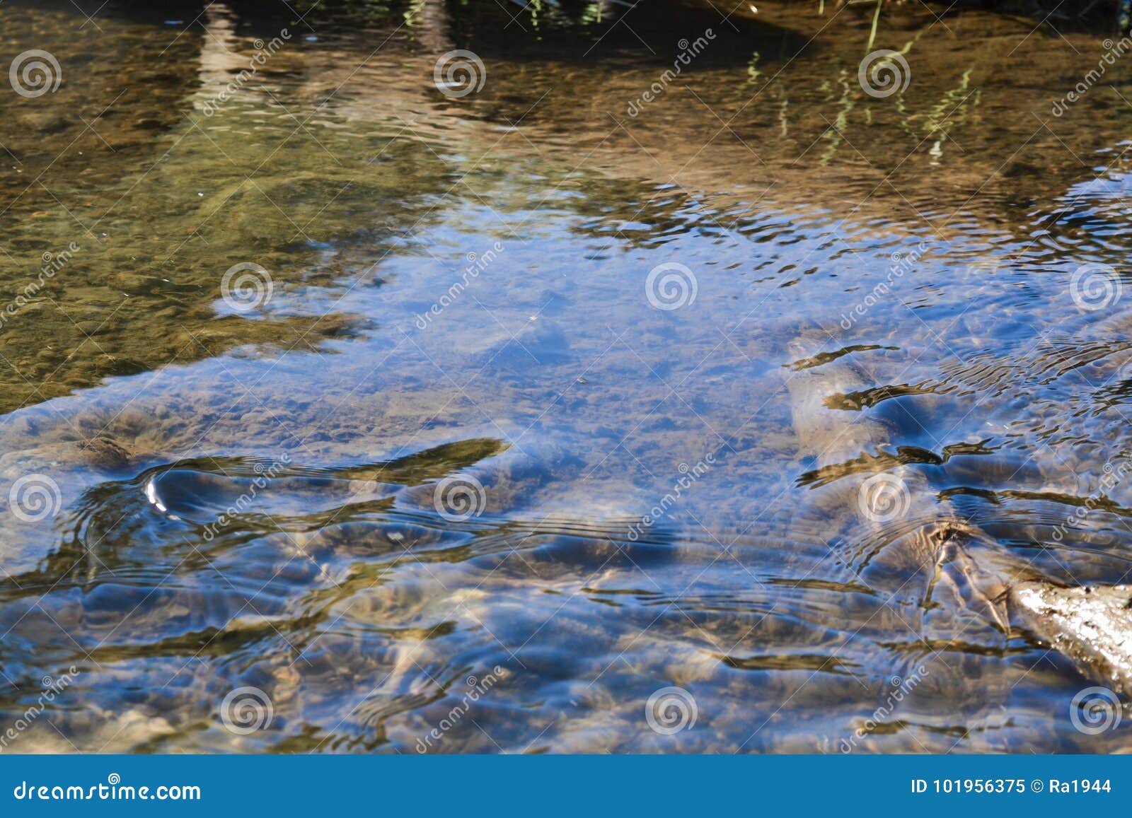 Forest Shallow Stream. Forest Shallow Stream. Stock Image - Image of ...