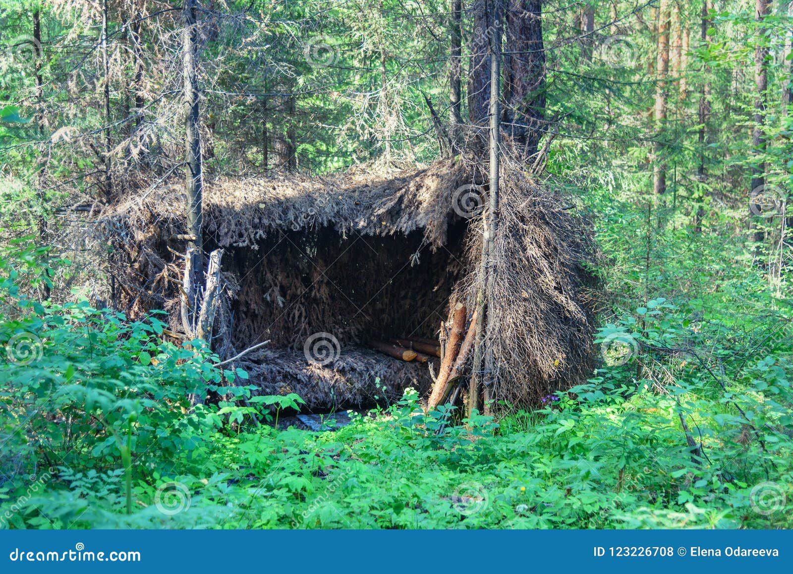 Forest Shelter, Hut in the Forest Stock Photo - Image of tree, nature ...
