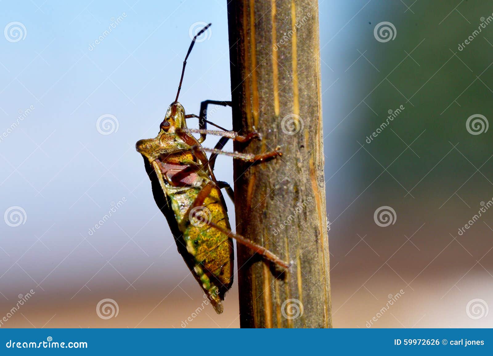 Forest ShieldBug climbing stock photo. Image of invertebrate - 59972626